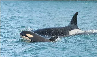 Census shows 3 killer whales lost from endangered group - PressReader
