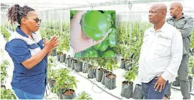 Usebenzise imali yeqolo eqala ibhizinisi otshala kuma-tunnels - PressReader