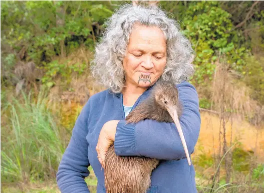 Trapping efforts boosting kiwi habitats - PressReader