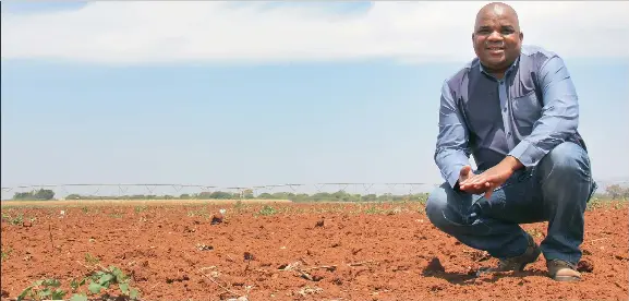 Getting cotton growing in KZN - PressReader