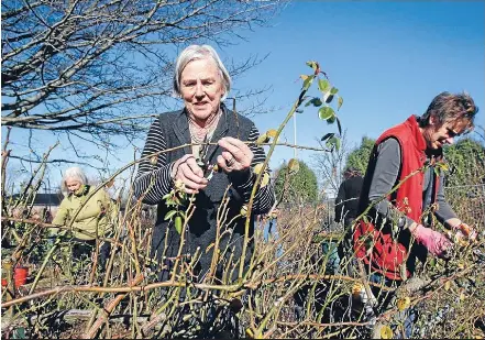 Fans keep heritage roses in shape - PressReader