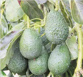 Namibia’s avocado dilemma: A call to cultivate independen­ce - PressReader