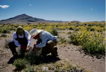 Burst of blooming plants in Death Valley attributed to record ...