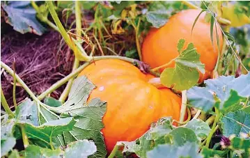 ‘Manhanga matete’: Rural anthem of hope - PressReader