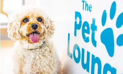 Setting sail with your hound - PressReader