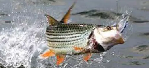 Sights, sounds of Kariba Internatio­nal Tiger Fishing Tournament ...