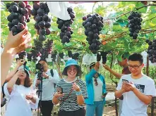 Dazeshan Grape Festival to spotlight formula for harvest season ...
