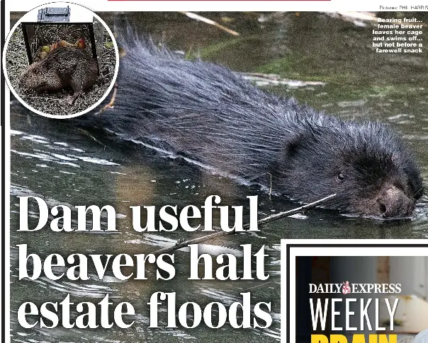 Dam useful beavers halt estate floods - PressReader