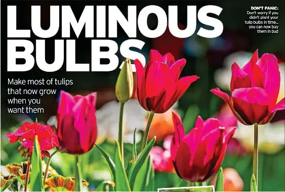 LUMINOUS BULBS - PressReader