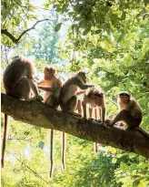 Kyasanur Forest Disease: the assault of the tick - PressReader