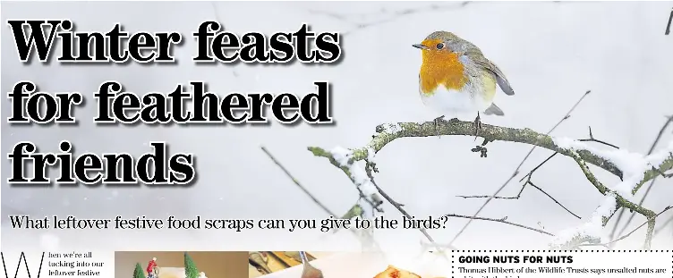 Winter feasts for feathered friends - PressReader