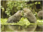 WHERE TO SEE WATER VOLES - PressReader