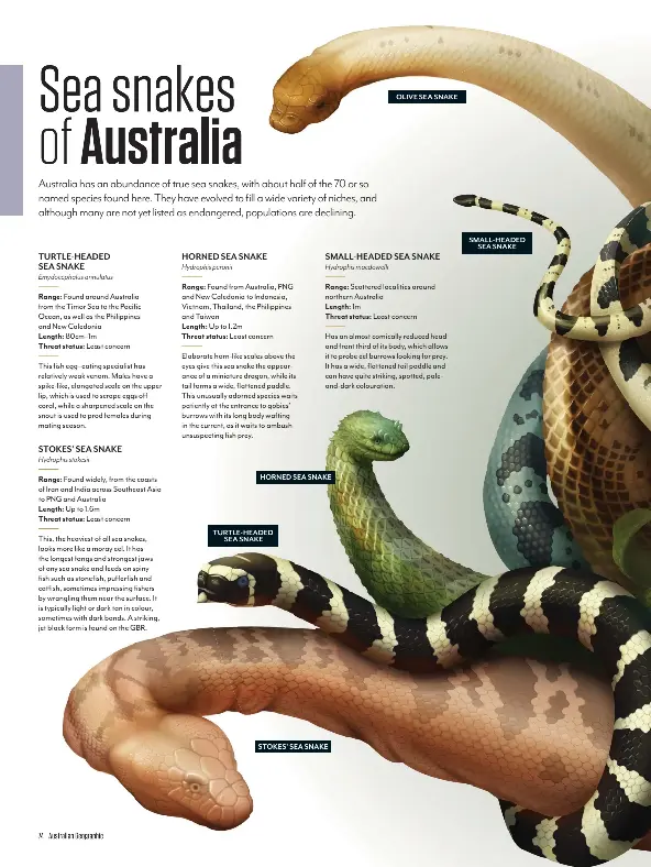 Sea snakes of Australia - PressReader