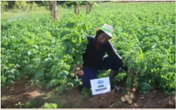 BANBA IRISH POTATO - PressReader