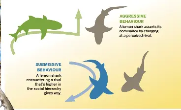 SHARK BODY LANGUAGE: TAKING TURNS - PressReader
