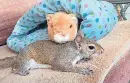 Peanut the squirrel euthanized after raid - PressReader
