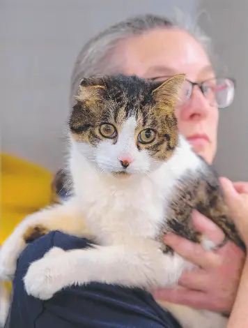 Good time to adopt - PressReader