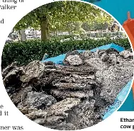 Sometimes it’s good to be in the poo - PressReader