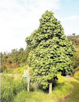 Blue Mahoe: Symbol of strength and resilience - PressReader