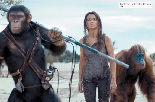 Young chimp on a journey of discovery - PressReader