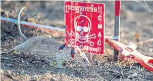 ‘Little hero’: - PressReader