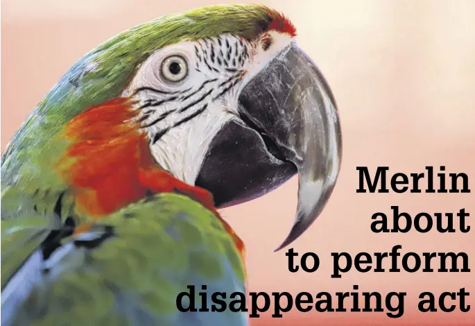 Merlin about to perform disappeari­ng act - PressReader
