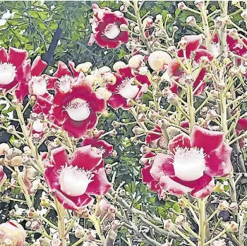 Kanonenkug­eln und Betonblüte­n - PressReader