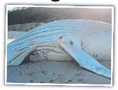 Experts suspect beached white whale is not beloved Migaloo - PressReader