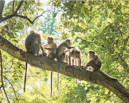 A freak DNA change 25 million years ago is why humans lack tails ...