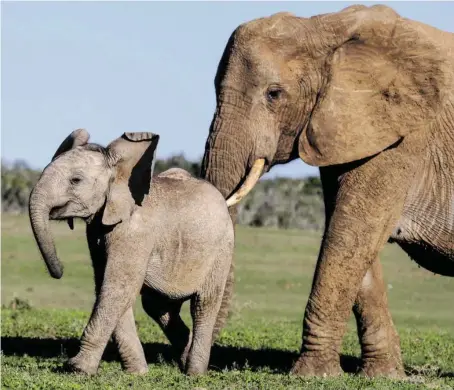 Ein Stupser Was - PressReader