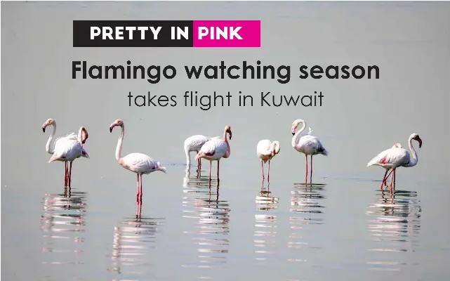 Flamingo watching season takes flight in Kuwait - PressReader