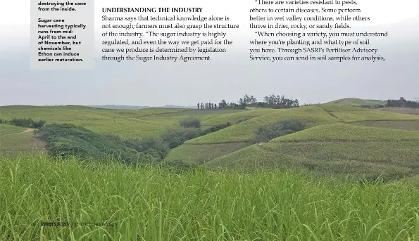 Sound advice from a fourth-generation sugar cane grower - PressReader