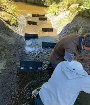 Native fish swimming up Kahuterawa Stream again - PressReader
