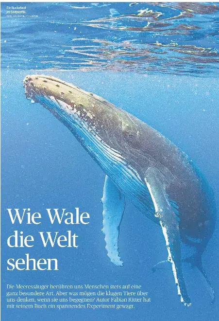 Wie Wale die Welt sehen - PressReader