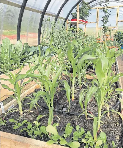 Polycrub offers a more robust option for fruit and veg growers ...