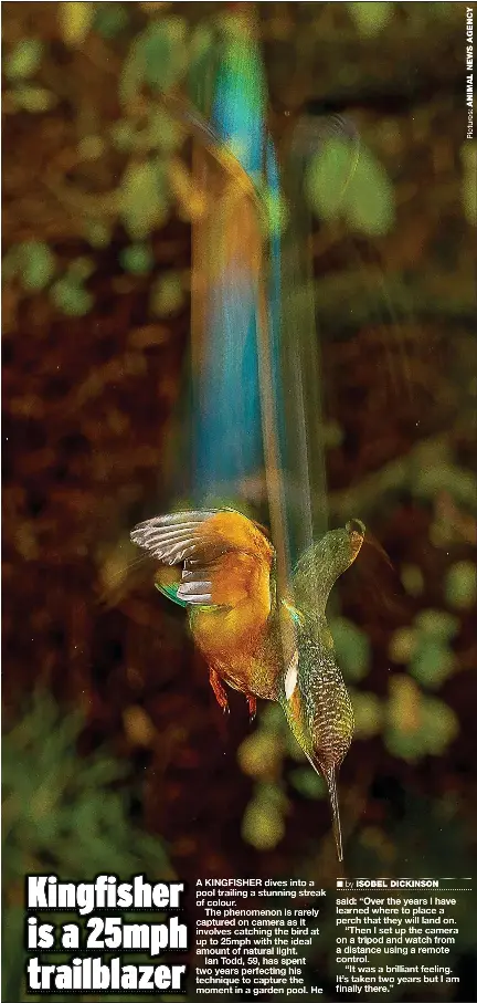 Kingfisher is a 25mph trailblaze­r - PressReader