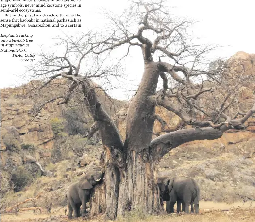 Elephants versus baobabs in our - PressReader