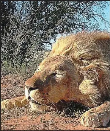 The secret burning of the bones of 42 lions. And why I’ll NEVER stop fighting the monsters who ...