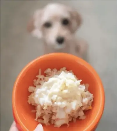 CAN DOGS EAT RICE? - PressReader