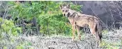 Now, wolves on the prowl during daytime - PressReader