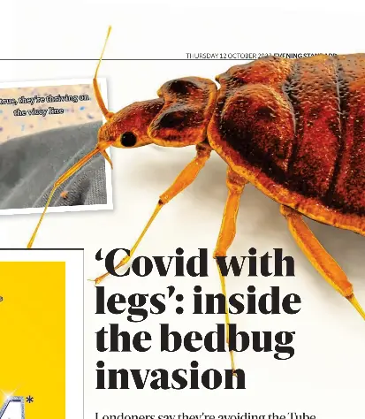 ‘Covid with legs’: inside the bedbug invasion - PressReader