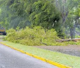 Toppled trees block MoBay roadways - PressReader