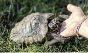 Double celebratio­n: two-headed tortoise turns 25 - PressReader