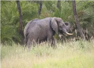 A Reserva Florestal do Golungo Alto - PressReader