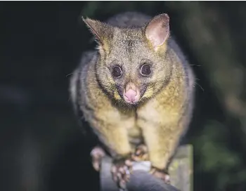The great white hunter goes to war - PressReader
