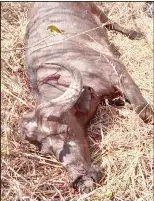 Stray buffalo shot amid foot-and-mouth disease fears - PressReader