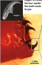 VENOMOUS WORM GROWS DEADLY COPPER FANGS - PressReader