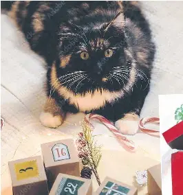 December sees the most chocolate poison incidents - PressReader