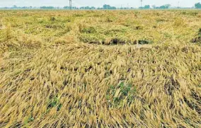 Strong westerly producing heavy rains amid wheat harvesting - PressReader