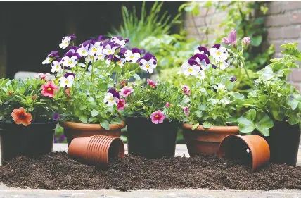 How does your garden grow? - PressReader